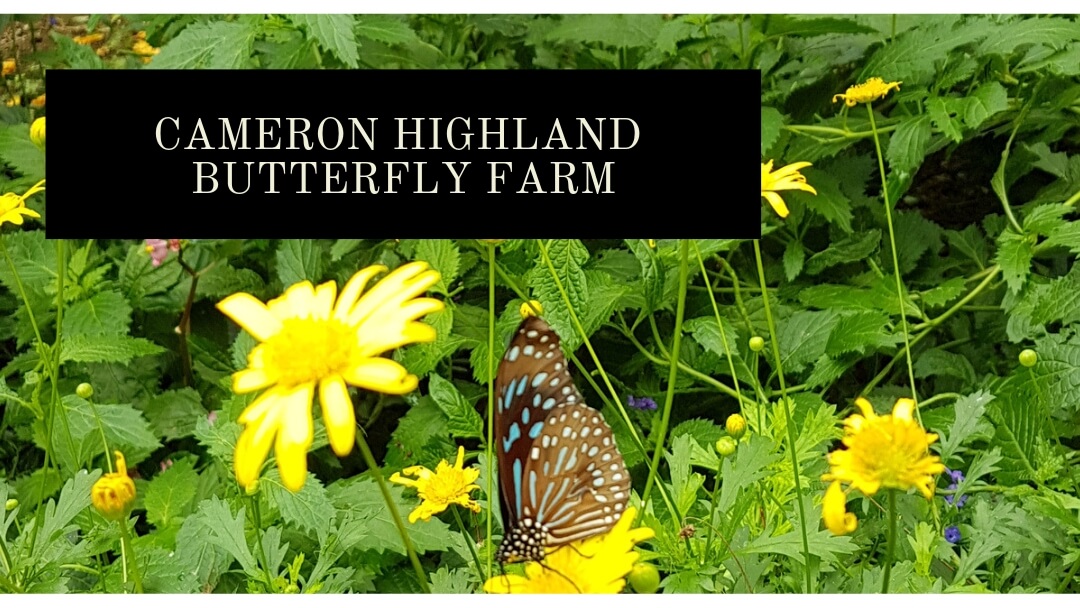 4D3N Affordable Cameron Highlands Trip (from Kuching with a toddler ...